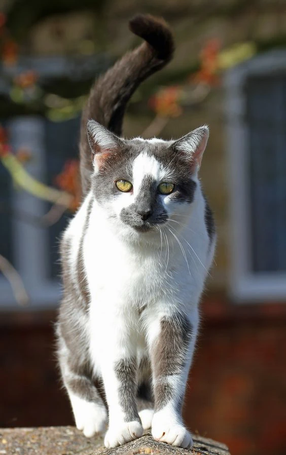 Runningnose | Warriors: Power of the Clans Wiki | Fandom