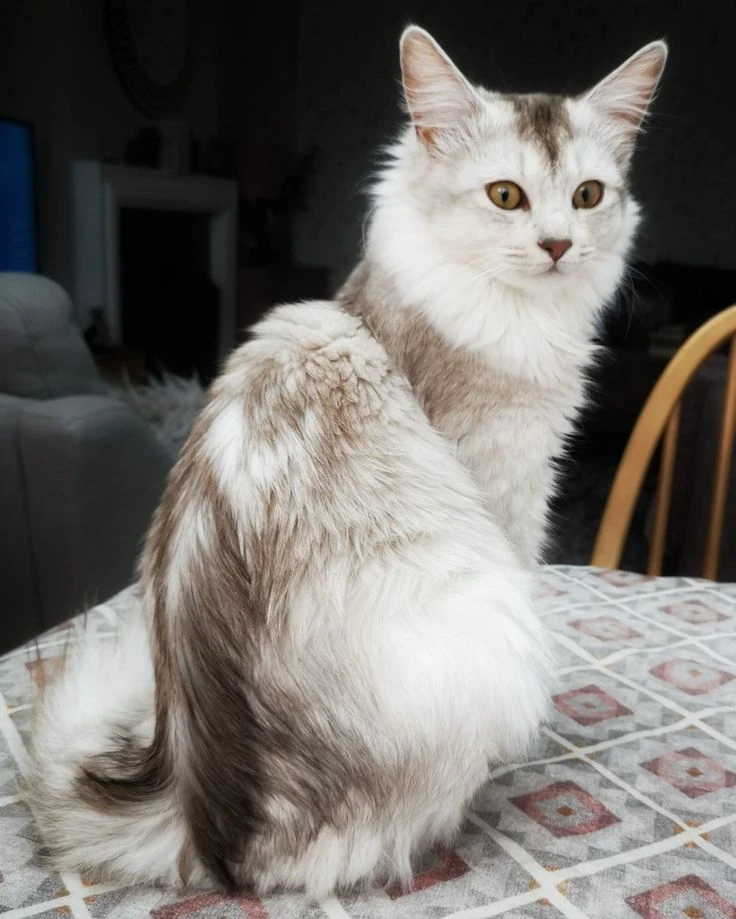 Pebbleshine | Warriors: Power of the Clans Wiki | Fandom