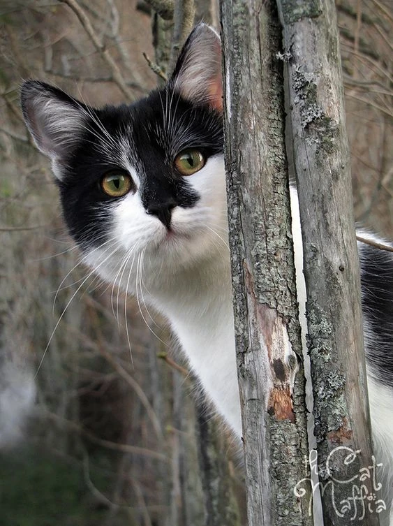 Violetshine | Warriors: Power of the Clans Wiki | Fandom