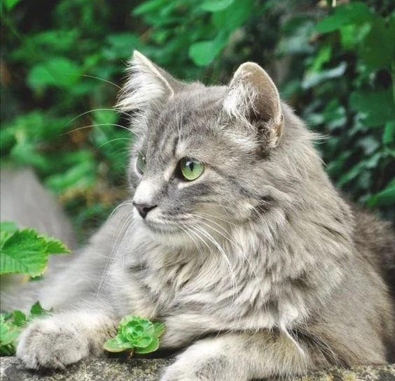 Thrushpelt | Warriors: Power of the Clans Wiki | Fandom