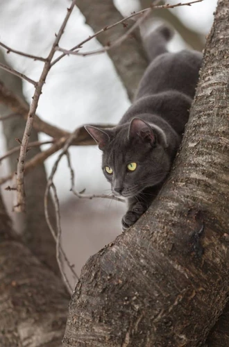 Cedarheart | Warriors: Power of the Clans Wiki | Fandom