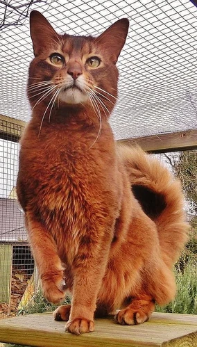 Oakheart | Warriors: Power of the Clans Wiki | Fandom