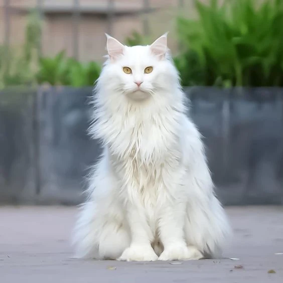 Whitestorm | Warriors: Power of the Clans Wiki | Fandom