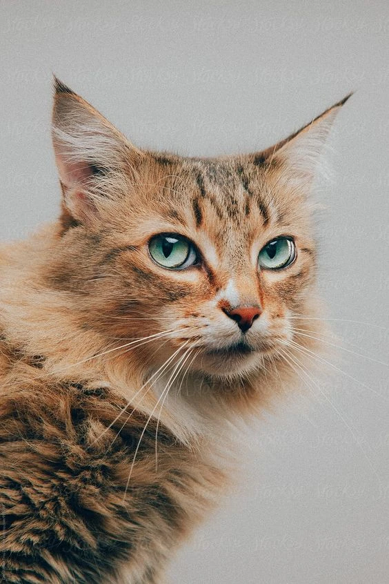 Honeyfern | Warriors: Power of the Clans Wiki | Fandom