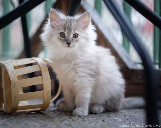 Lavenderkit | Warriors: Power of the Clans Wiki | Fandom