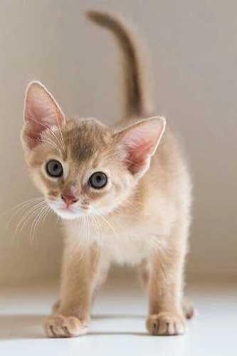 Petalkit | Warriors: Power of the Clans Wiki | Fandom