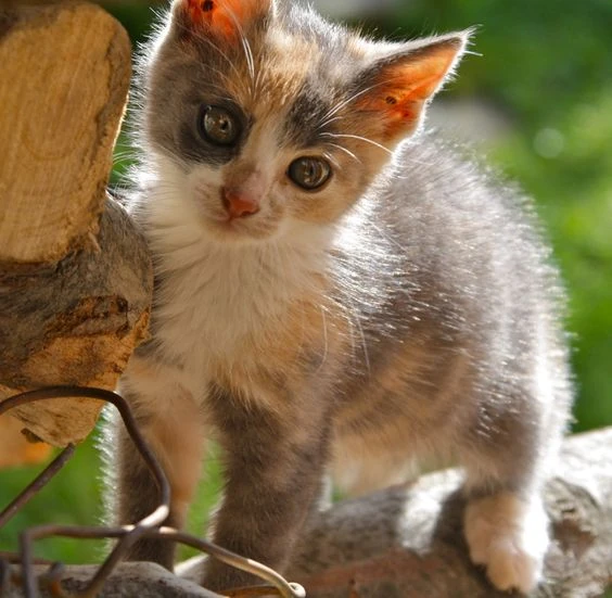 Adderkit | Warriors: Power of the Clans Wiki | Fandom