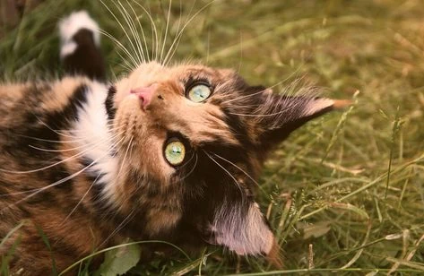 Spottedleaf | Warriors: Power of the Clans Wiki | Fandom