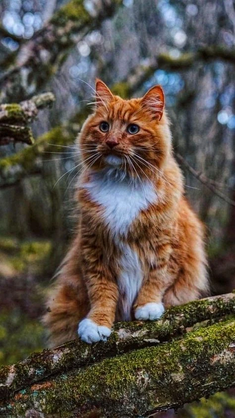 Maplestar | Warriors: Power of the Clans Wiki | Fandom