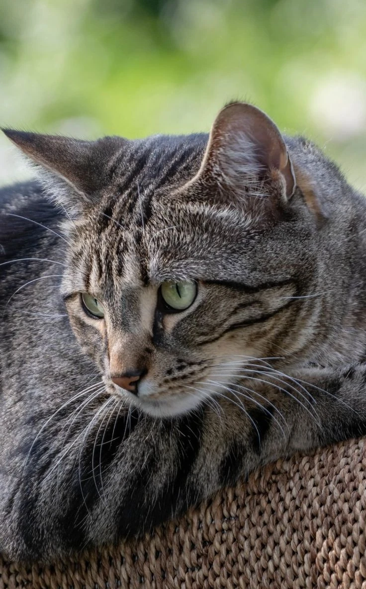 Stumpytail | Warriors: Power of the Clans Wiki | Fandom