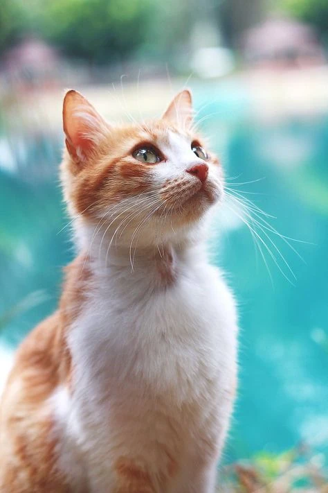 Cherrypaw | Warriors: Power of the Clans Wiki | Fandom