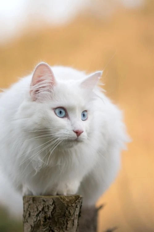 Icewing | Warriors: Power of the Clans Wiki | Fandom