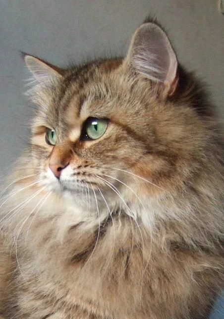 Crookedstar | Warriors: Power of the Clans Wiki | Fandom