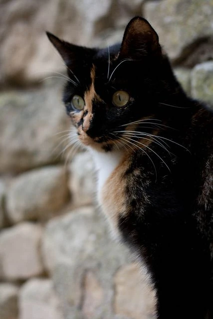 Mossheart | Warriors: Power of the Clans Wiki | Fandom