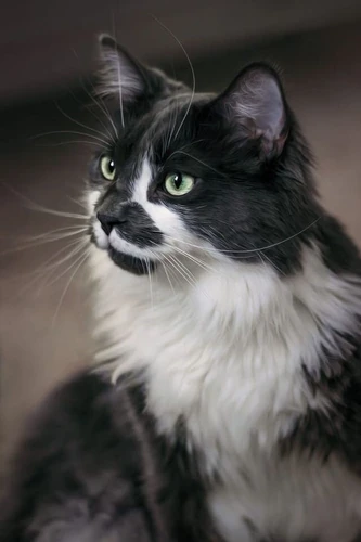 Toadstep | Warriors: Power of the Clans Wiki | Fandom