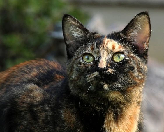 Shellfur | Warriors: Power of the Clans Wiki | Fandom