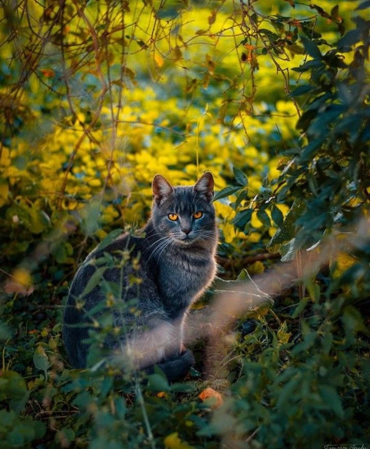 Webfoot | Warriors: Power of the Clans Wiki | Fandom