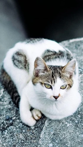 Pipsqueak | Warriors: Power of the Clans Wiki | Fandom