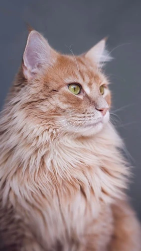 Rosepetal | Warriors: Power of the Clans Wiki | Fandom