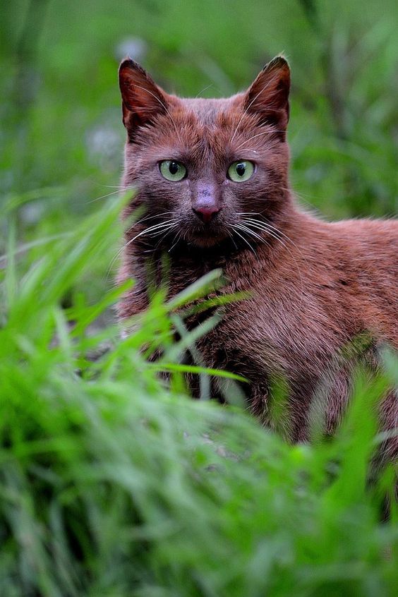 Kitescratch Warriors Power Of The Clans Wiki Fandom