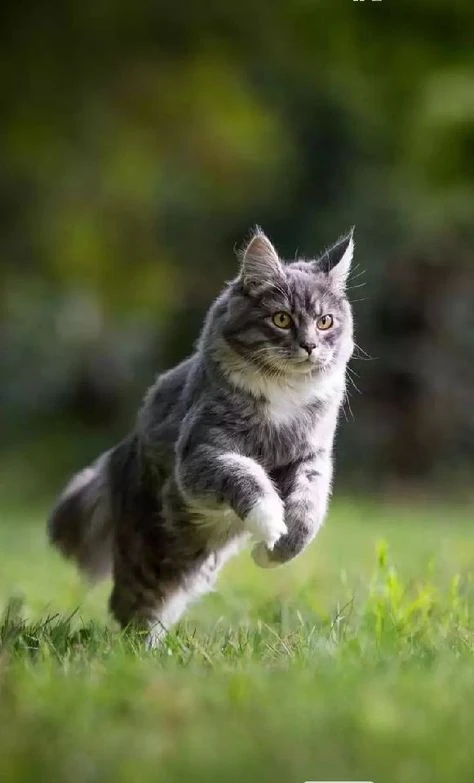 Pebble Heart | Warriors: Power of the Clans Wiki | Fandom