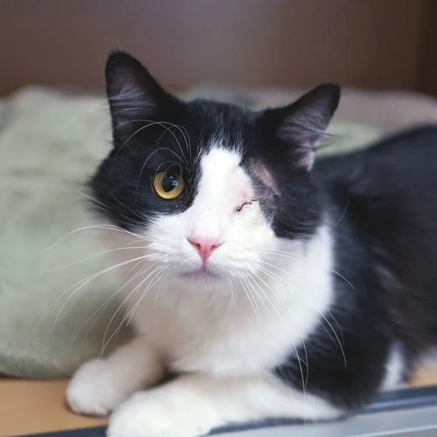 Batear | Warriors: Power of the Clans Wiki | Fandom