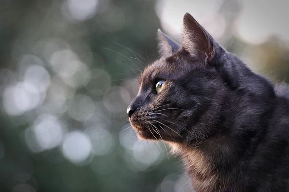 Leopardfoot | Warriors: Power of the Clans Wiki | Fandom