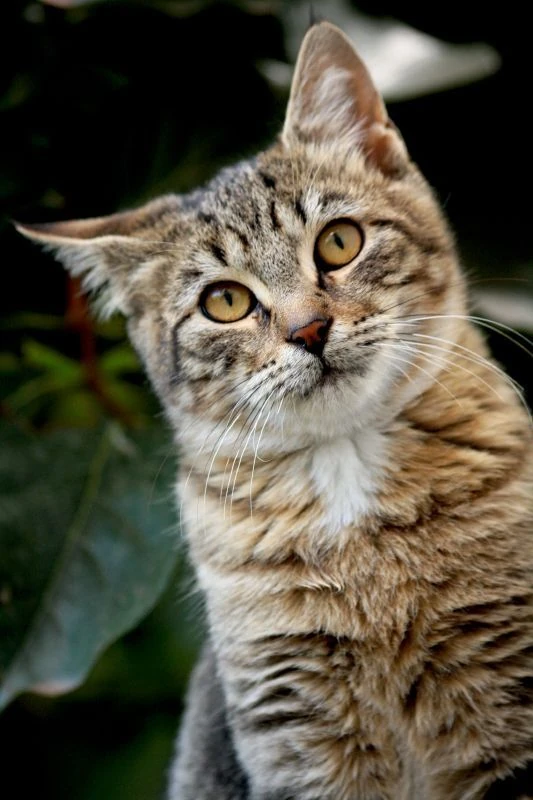 Birchfall | Warriors: Power of the Clans Wiki | Fandom