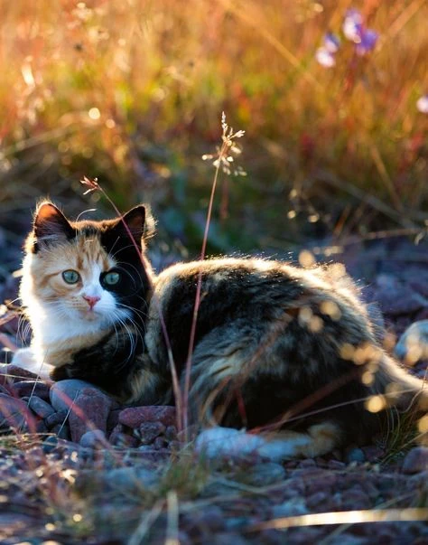 Rushpaw | Warriors: Power of the Clans Wiki | Fandom