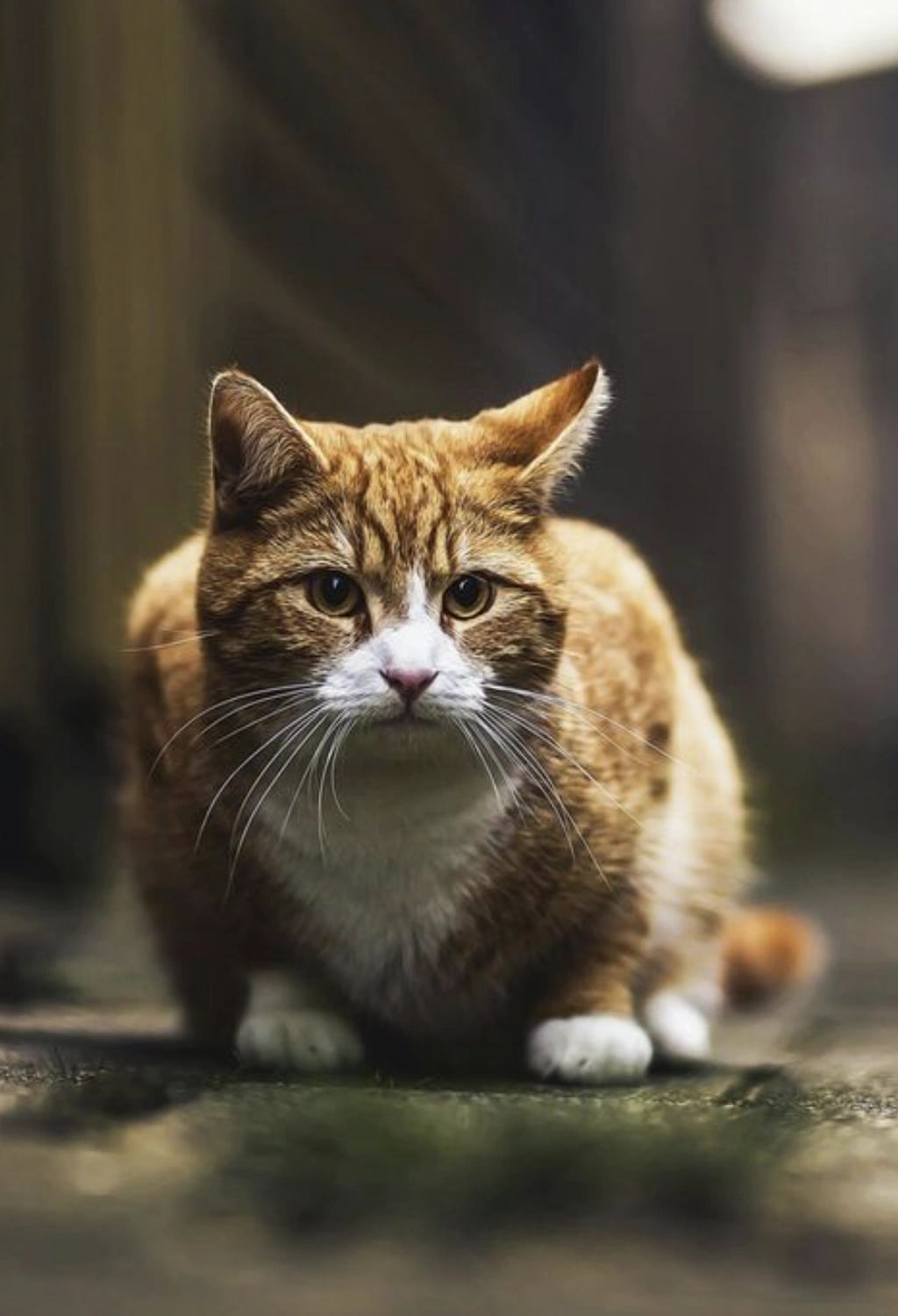 Duckwing | Warriors: Power of the Clans Wiki | Fandom