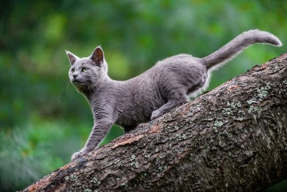 Talonpaw | Warriors: Power of the Clans Wiki | Fandom