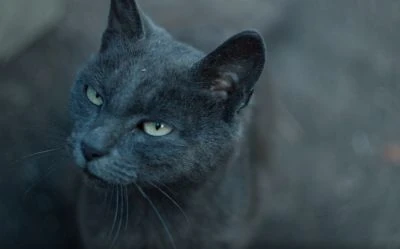 Stormtail | Warriors: Power of the Clans Wiki | Fandom