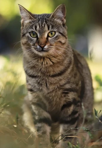 Mudclaw | Warriors: Power of the Clans Wiki | Fandom