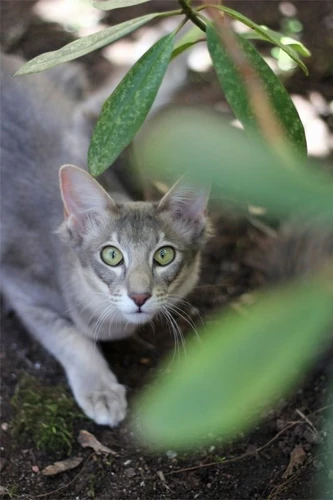 Needletail | Warriors: Power of the Clans Wiki | Fandom