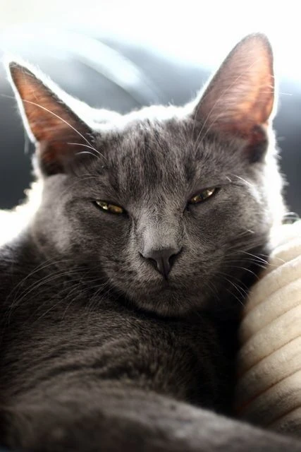 Scorchfur | Warriors: Power of the Clans Wiki | Fandom