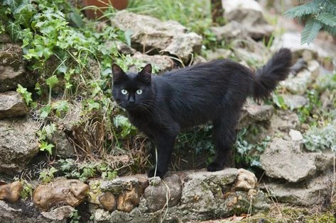 Scowl | Warriors: Power of the Clans Wiki | Fandom