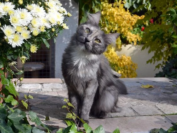 Ferretclaw | Warriors: Power of the Clans Wiki | Fandom