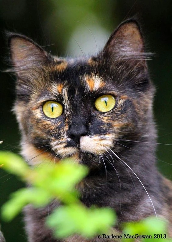 Newtspeck | Warriors: Power of the Clans Wiki | Fandom