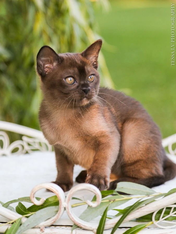 Marshkit | Warriors: Power of the Clans Wiki | Fandom