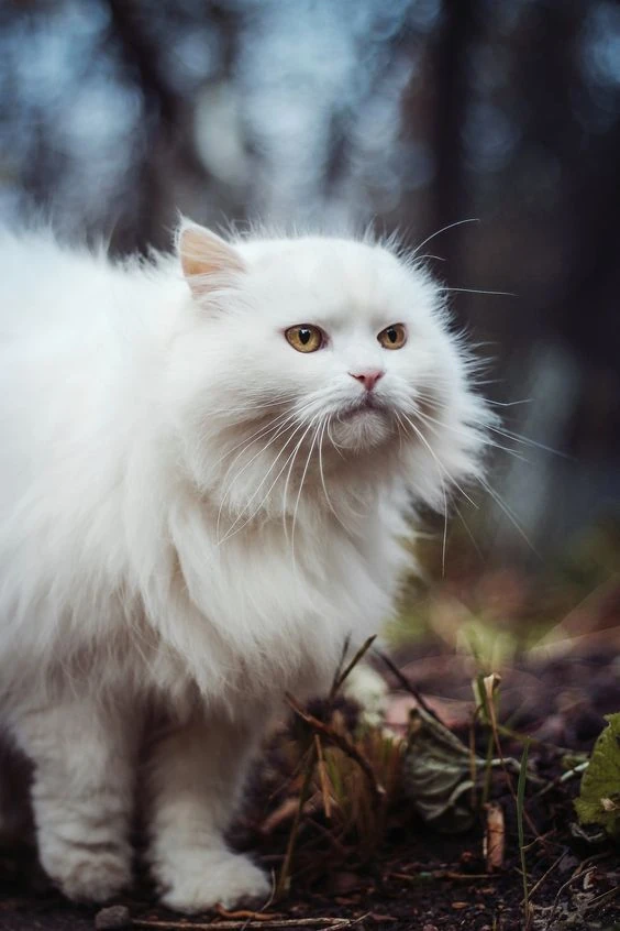 Snowtuft | Warriors: Power of the Clans Wiki | Fandom