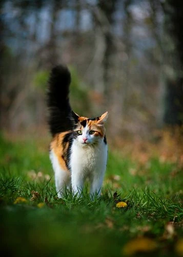 Ivytail | Warriors: Power of the Clans Wiki | Fandom