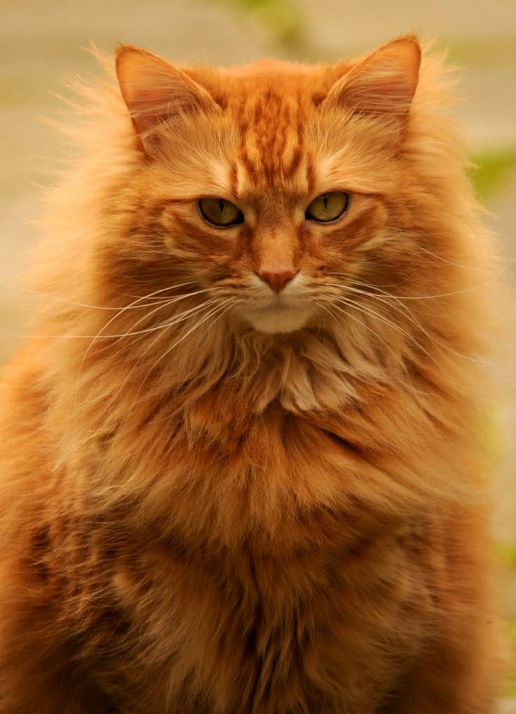 Firefern | Warriors: Power of the Clans Wiki | Fandom