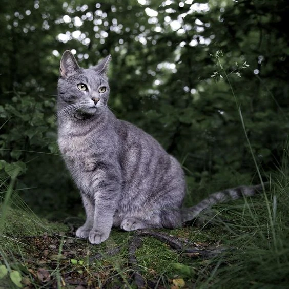 Driftclaw | Warriors: Power of the Clans Wiki | Fandom