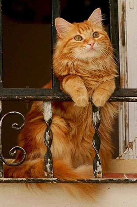 Fuzzball | Warriors: Power of the Clans Wiki | Fandom