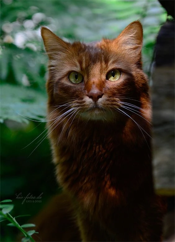 Sharpclaw | Warriors: Power of the Clans Wiki | Fandom