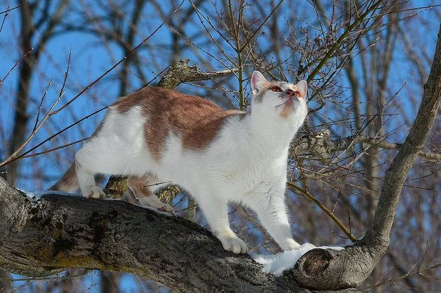 Brightwhisker | Warriors: Power of the Clans Wiki | Fandom