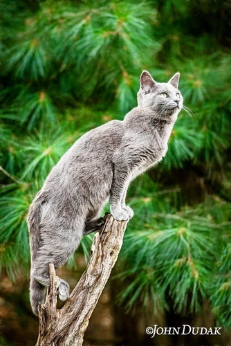 Hailstar | Warriors: Power of the Clans Wiki | Fandom