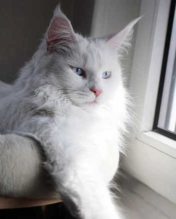 Cloudtail | Warriors: Power of the Clans Wiki | Fandom