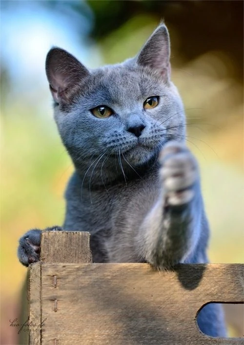 Bluecloud | Warriors: Power of the Clans Wiki | Fandom