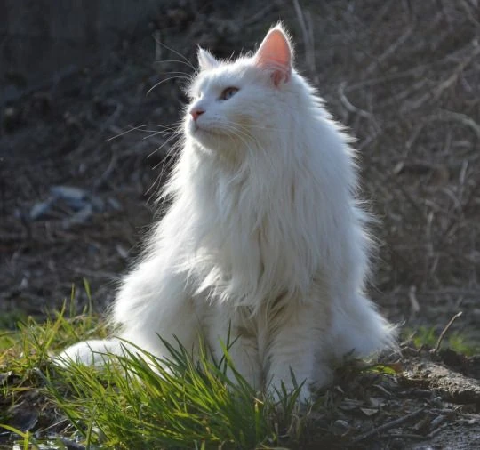 Cloudpelt | Warriors: Power of the Clans Wiki | Fandom